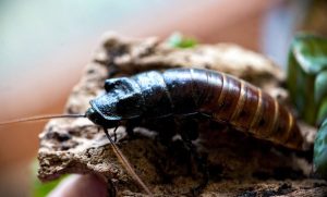 Remote-controlled cockroaches - The Lovely Feathers
